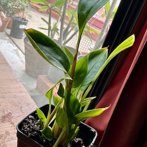 Golden Brush Dwarf Ginger Burbidgea Schizocheila - Etsy