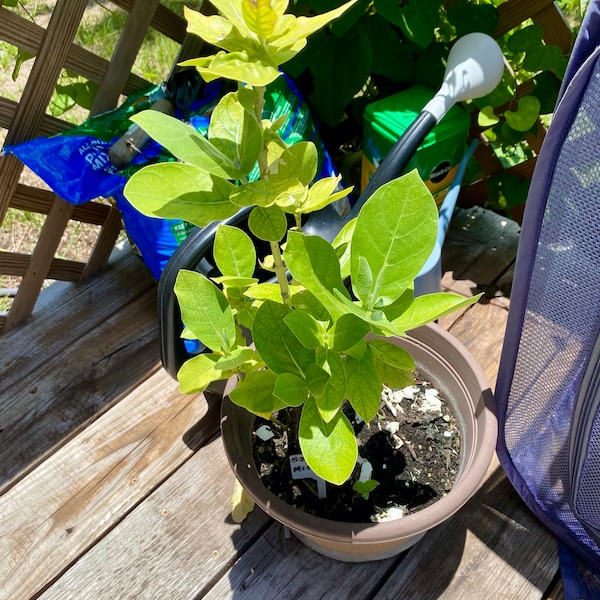 Swan Gomphocarpus Fruticosus Milkweed Seeds - Etsy