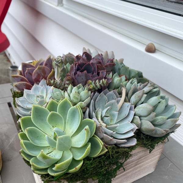 Colorful Living Succulents in a Falling Leaf Pot, Autumn Decor, Fall ...