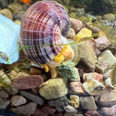Super Snello 8oz, Aquatic Snail Food, Dehydrated, Snail Jello, Mystery ...