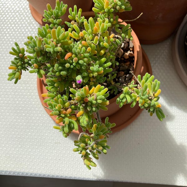 Beautiful Succulent: Dicrocaulon Ramulosum (l.bolus) Ihlenf Purple ...