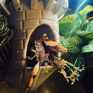 Crested Gecko and Frog Hanging Castle Tower Hide - Etsy