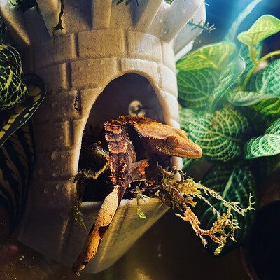 Crested Gecko and Frog Hanging Castle Tower Hide - Etsy