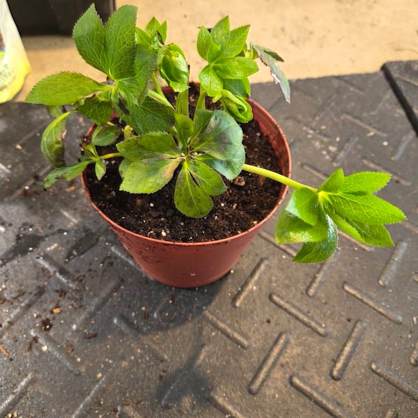 Mini Mighty Mouse Perennial Hosta. Super Cute. Starter Perennial Loves ...