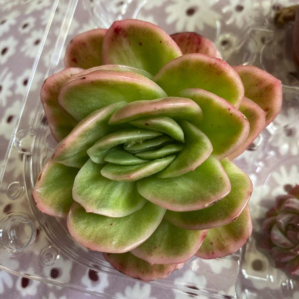 Mix Rare Live Succulent Plants Advanced Level Blind Box, 2-3.5 Random ...