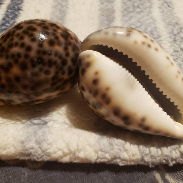 Large Polished Tiger Cowrie Shells (3 - 3.75 Inches) - Etsy