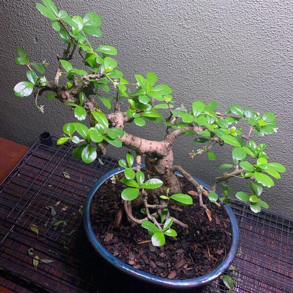 Ceramic Humidity / Drip Tray for Bonsai Pot 8 Inch Tray - Etsy