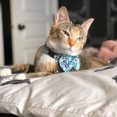 20 Ct Mini Matatabi Cat Chew Sticks All Natural Catnip Alternative ...