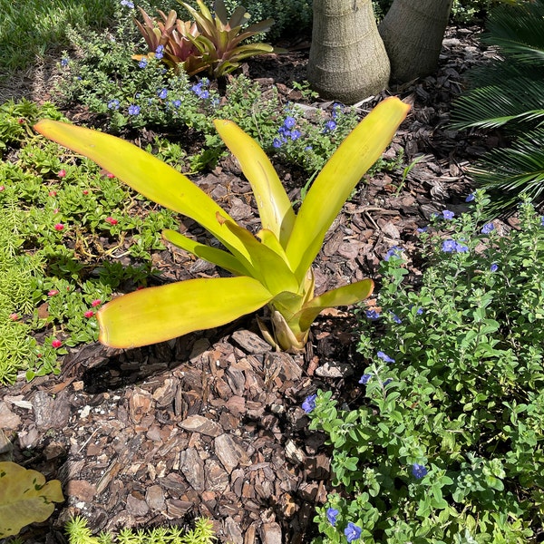 Bromeliad Aechmea 'blanchetiana Rubra Large Form' Offset - Full Sun ...