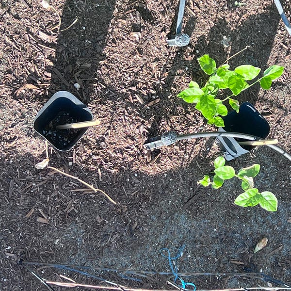 Athens Blue Princess Glory Bush Plant~~tibouchina Urvilleana~small ...