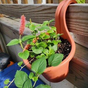 Acalypha Pendula Strawberry Firetails, 2" Plant - Etsy