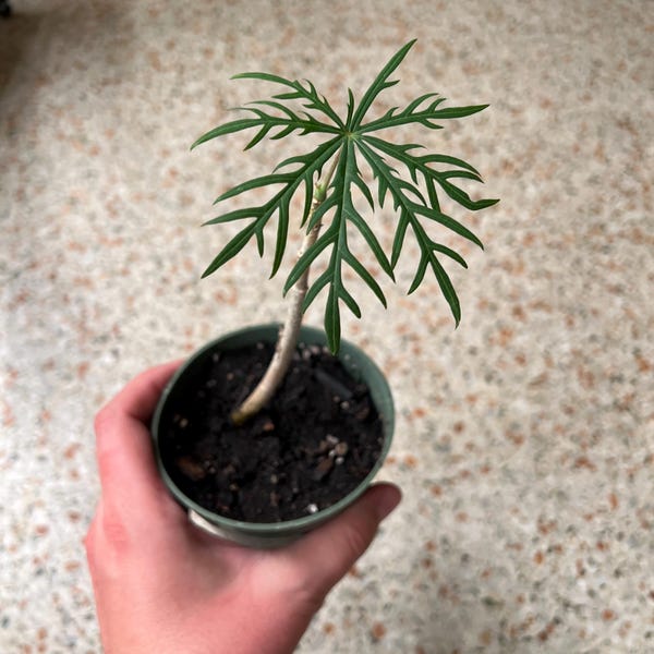 Pina Colada Mango Tree - Live Plant Ships Within a Week!!! No Shipping ...