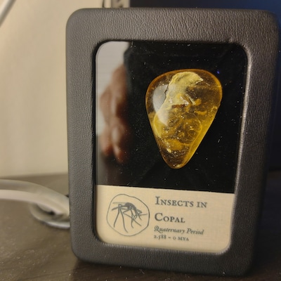 Insects in Copal, Quaternary Period, up to 2.5 Million Years Old - Etsy