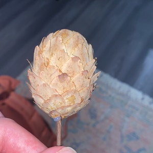 Preserved Lycopodium Bunchdried Princess Pine Grassdried - Etsy