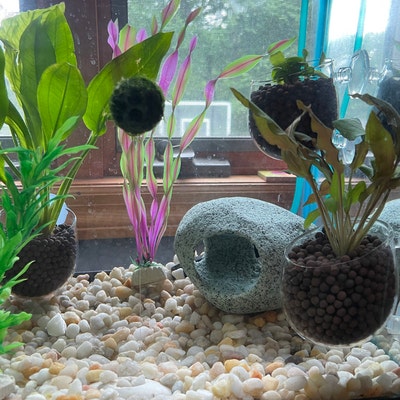 Floating Java Moss With Plant Anchor Live Aquarium Plant Terrarium ...