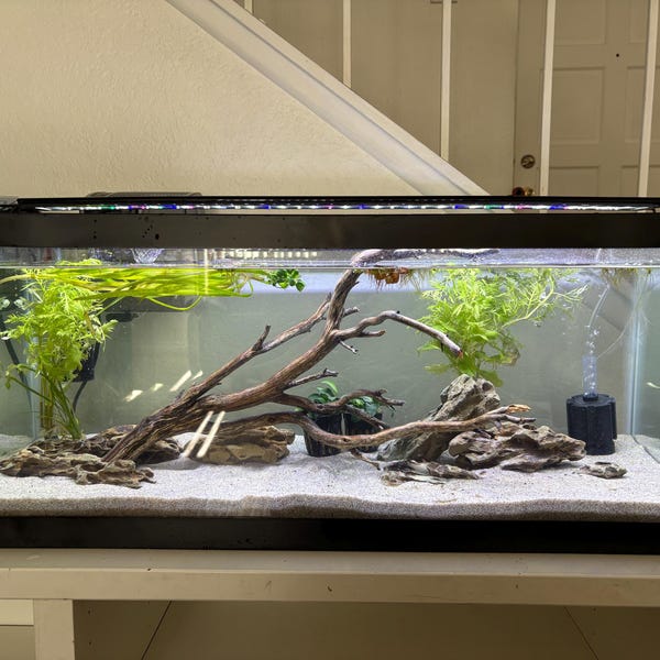 Windy Pods for Shrimp, Fish, Aquariums Craft Supplies Botanicals - Etsy