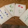 Watercolor Vintage Botanical Floral Wildflower Notecards 12 Card Gift ...