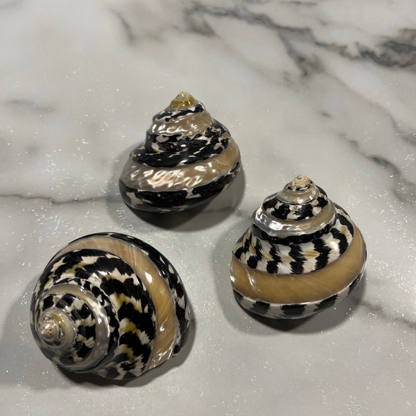 Beach Decor - Magpie Banded Shells (3) - Turbo Shell - Seashell Supply ...