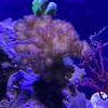 Rainbow Galaxea Live Saltwater Coral by Coralslover - Etsy