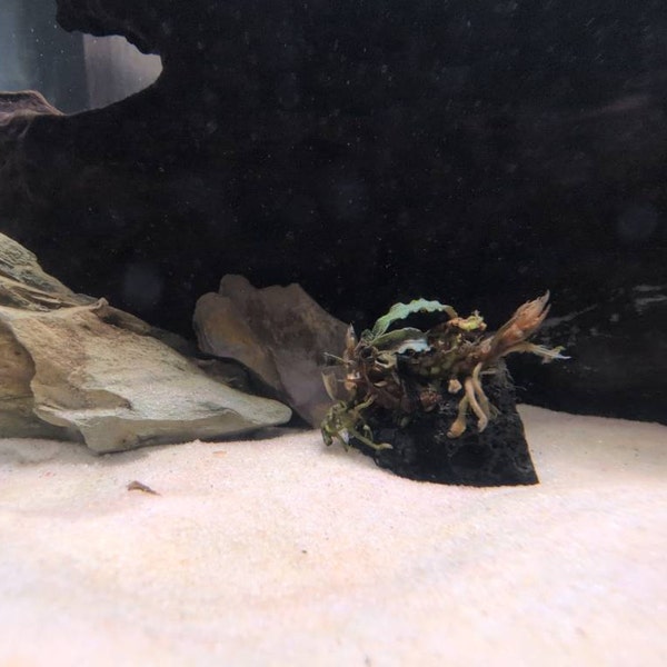 Rotala H'ra Easy Live Aquatic Stem Plant for Planted Aquarium ...