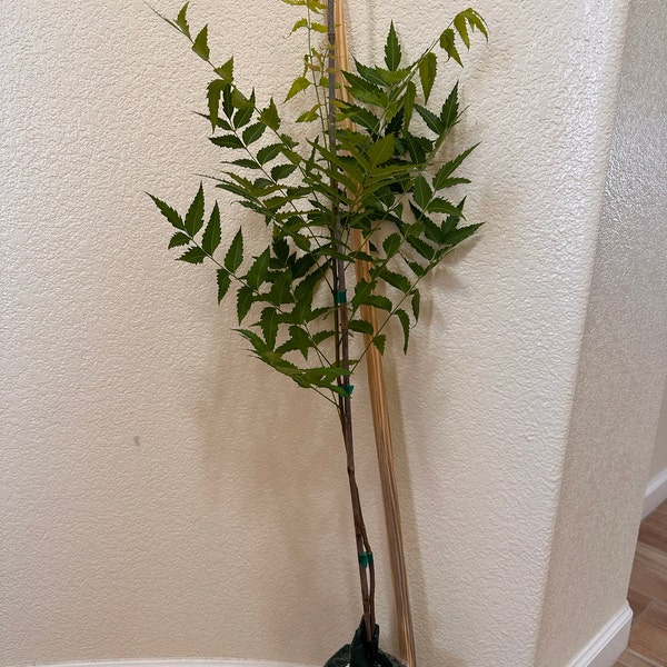 Live Neem Trees, Amazing Useful Trees, 2 to 3 Feet Tall, 1 Gallon (does ...