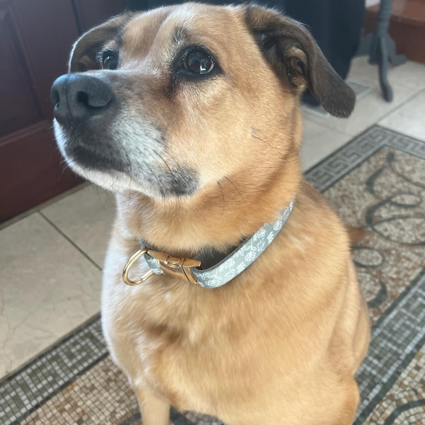 Pumpkin Patch Boho Dog Harness, Cute Fall Dog Accessory, Girl Dog ...