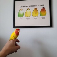 Lovebird Ripeness Chart Poster - Etsy