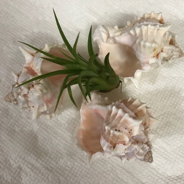 Pink Murex Sea Shell Set of 3 3-4 - Etsy