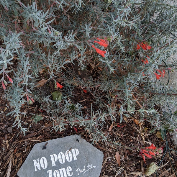 Garden Sign, "no Poop Zone" Engraved Rock, Paver and Slate, Gift for ...