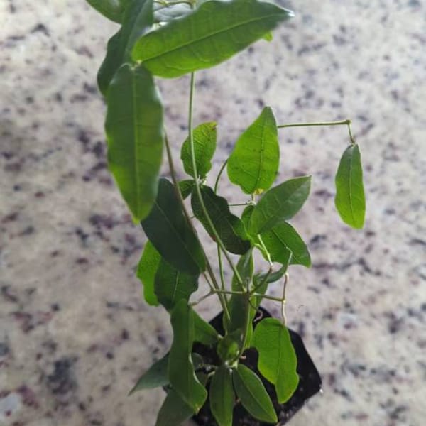 Royal Intenz Magnifica Medinilla Plantlive Well Rooted Starter Plant ...