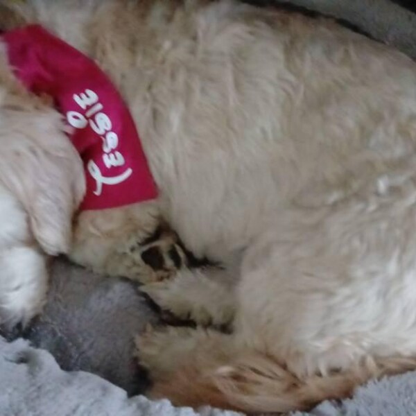 Arsenal Dog Bandana Football AFC Gunners Slide Collar Neckerchief - Etsy