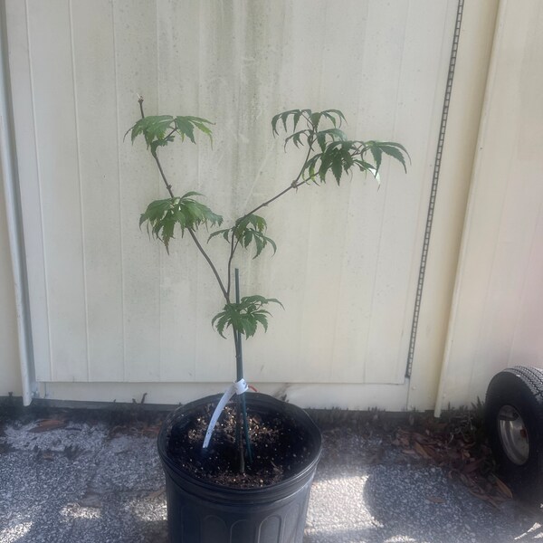 Red Leaf Japanese Maple, Acer Palmatum Var. Atropurpureum, Small Tree ...