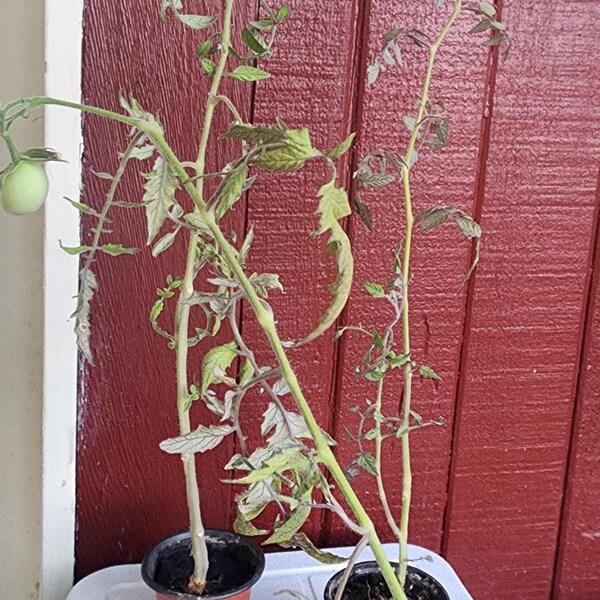 Sycamore Tree Sapling, Sycamore Tree, Sycamore Plant, Live Plant ...