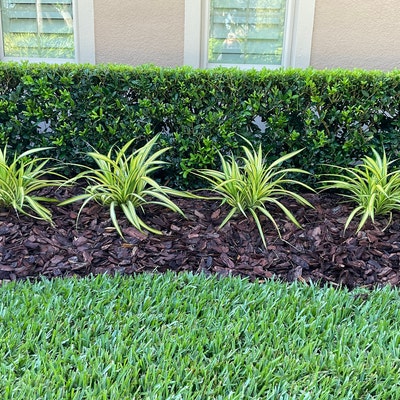 Large Pandanus Baptistii Aureus Variegated Dwarf Pandanus in 1 Gallon ...