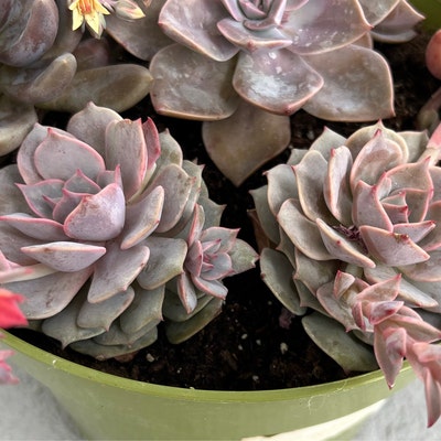 Echeveria Pink Diamond, Rare Succulent, Pink Lola Hybrid Succulent ...