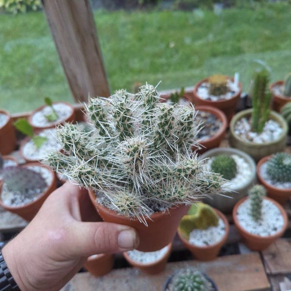 Cold Hardy Ice Plant, Yellow Flowering - Etsy