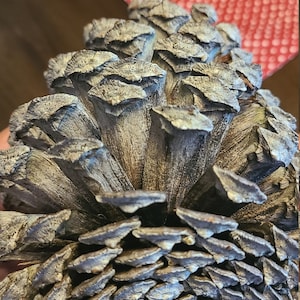 7-8 Jumbo Pine Cone, Large Pine Cone, Jumbo Pinecone, Large Pinecone ...