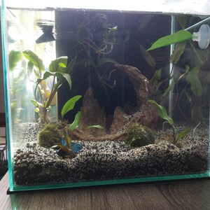 2-4 Gallon Nano Aquascape Decor SOUL CANYON Aquarium Dragon - Etsy