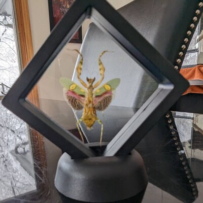 Penthicodes Farinosa Peleng, Real Lanternfly, Fulgoridae , Floating ...