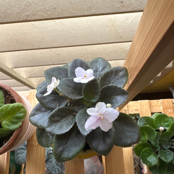 Rob's Pewter Bells Mini African Violet - Etsy