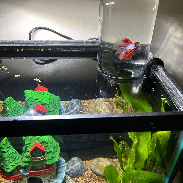 Aquarium Inverted Tank Holder / Betta Penthouse Option of Jar - Etsy