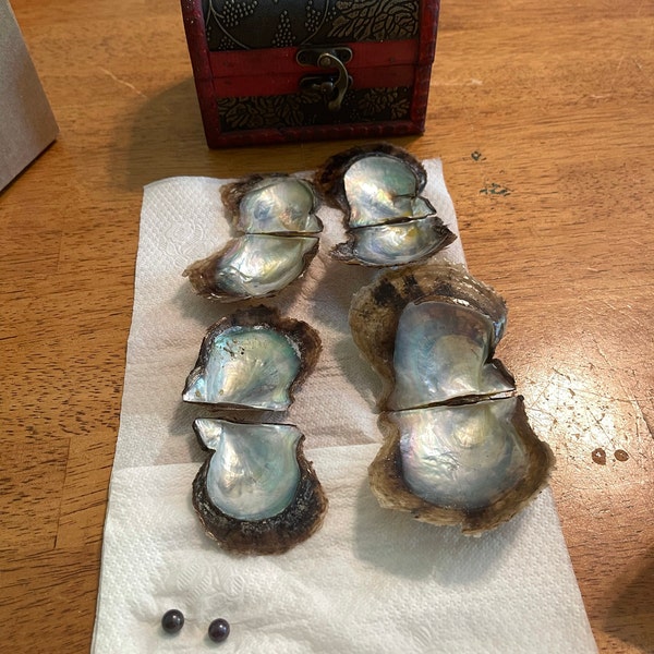 Open an Oyster With Pearl Natural Color Akoya Saltwater Oyster, Pick a ...