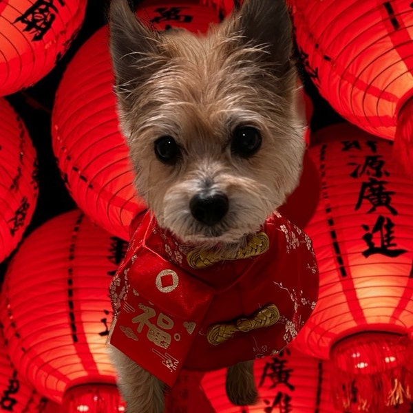 New Year Bandana Bib With Purse for Dogs and Cats, Chinese Spring ...