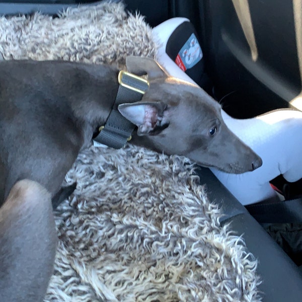 Emerald 'atacama' Whippet Greyhound Italian Lurcher Sighthound ...