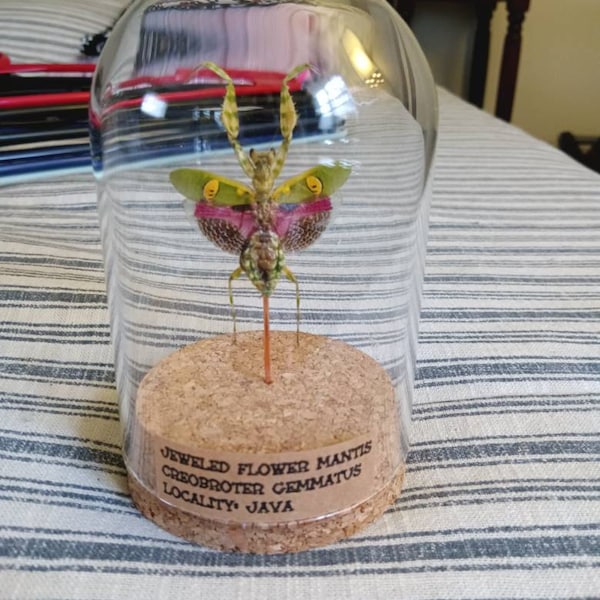 Euphaea Variegata, Teal and Violet Damselfly A, Mounted, Spread ...