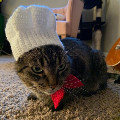 Chef Hat for Cat, Chef Pet Costume, Halloween Kitten Outfit, Gift for ...