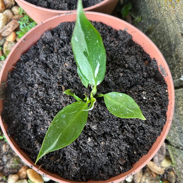 Philodendron White Princess 2 Starter Plant ALL STARTER PLANTS Require ...