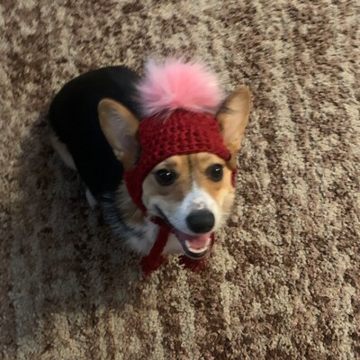 Corgi Beanie Dog Beanie Corgi Hats Dog Hat Dog Beanie - Etsy