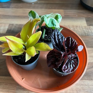 Fittonia Skeleton Mini Nerve Plant Mosaic Plant Great | Etsy UK