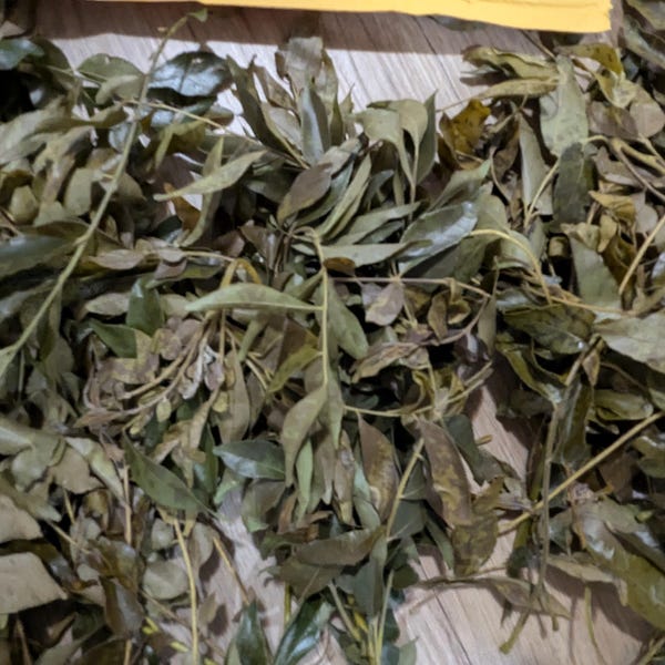 Fresh Green Jamun Leaves -organic Leaves Picked 10 Min Before Shipment ...